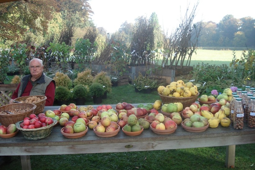 Appelbomen online kopen van topkwaliteit? - Calle-Plant