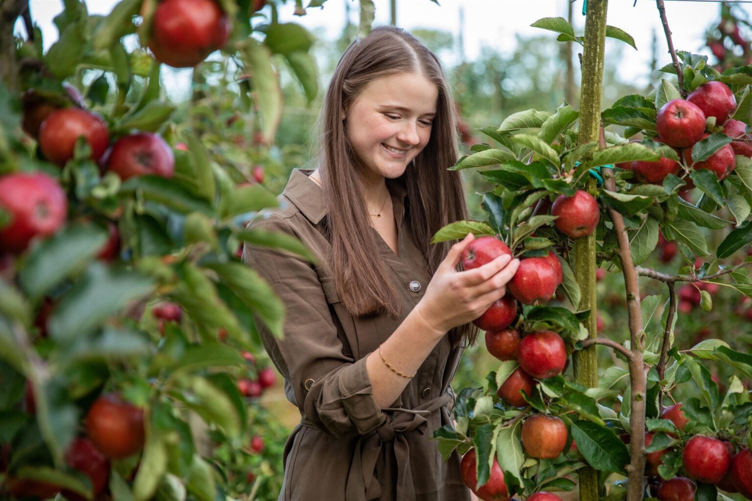 Appelbomen online kopen van topkwaliteit? - Calle-Plant