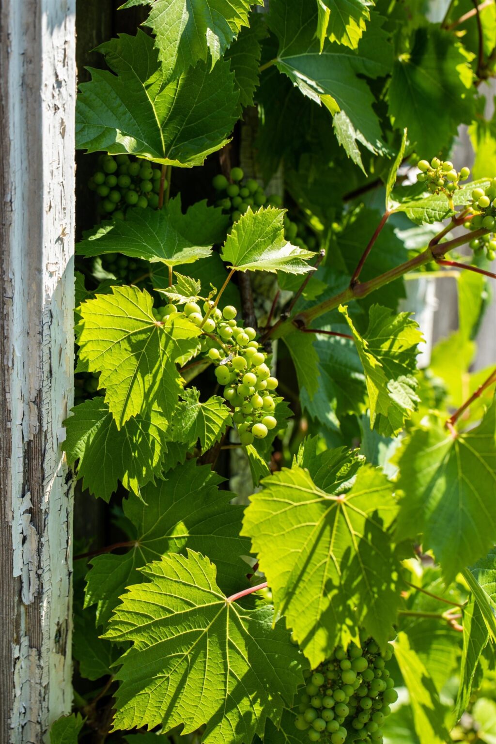 Druivelaar of druivenstruik online kopen van topkwaliteit? - Calle-Plant